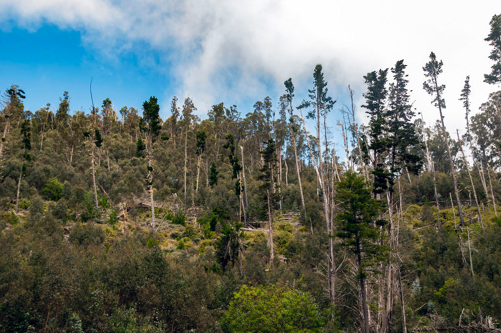 Why "Polipoli" – Polipoli Farms