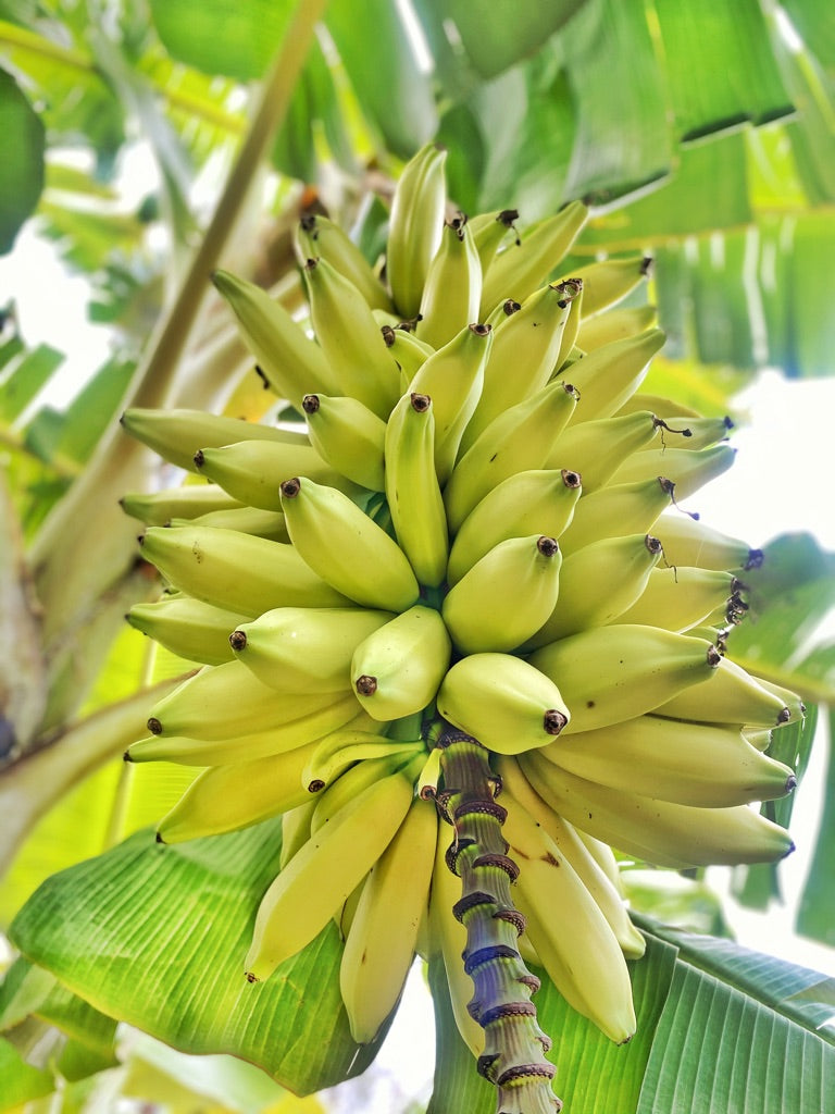 Iholena: How to Cook This Hawaiian-Style Banana – Polipoli Farms